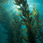 The First Seaweed Backed Coin - Seaweed